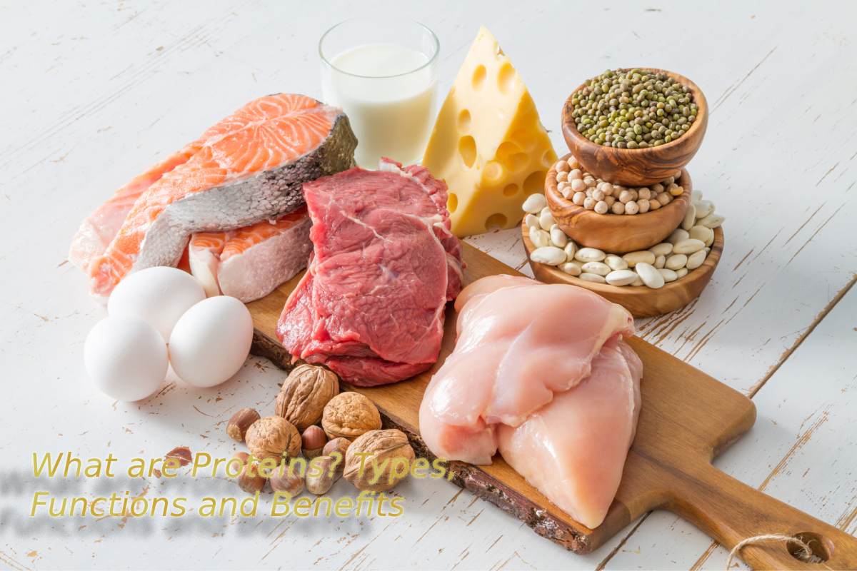 Proteins - What are Proteins? Types, Functions and Benefits - Cafe Shape